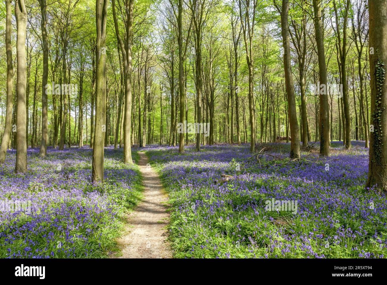 Bluebells in Wepham Wood Stock Photo - Alamy
