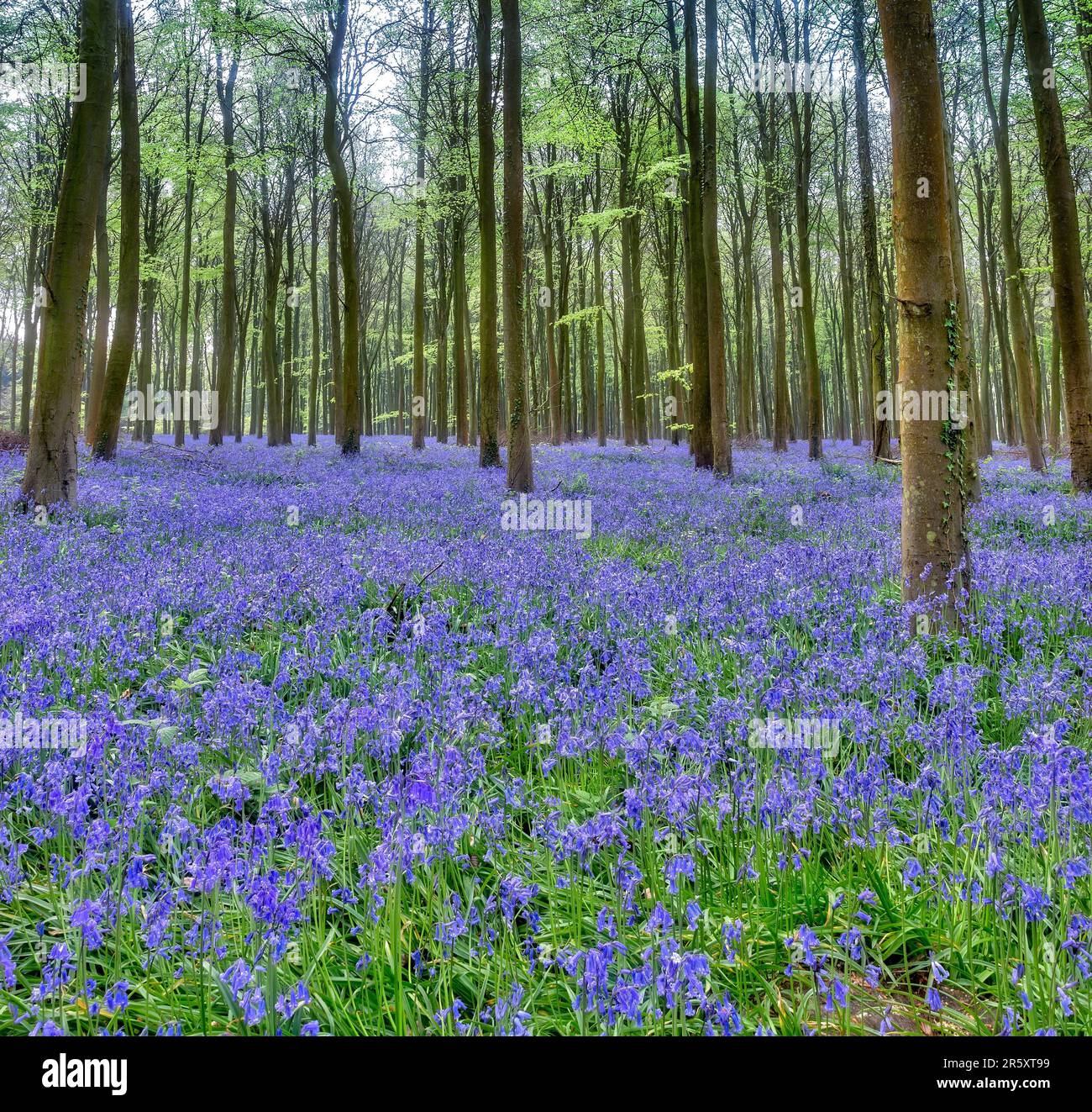 Bluebells in Wepham Woods Stock Photo - Alamy