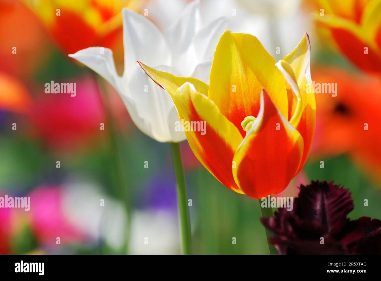 Tulip polychroma hi-res stock photography and images - Alamy