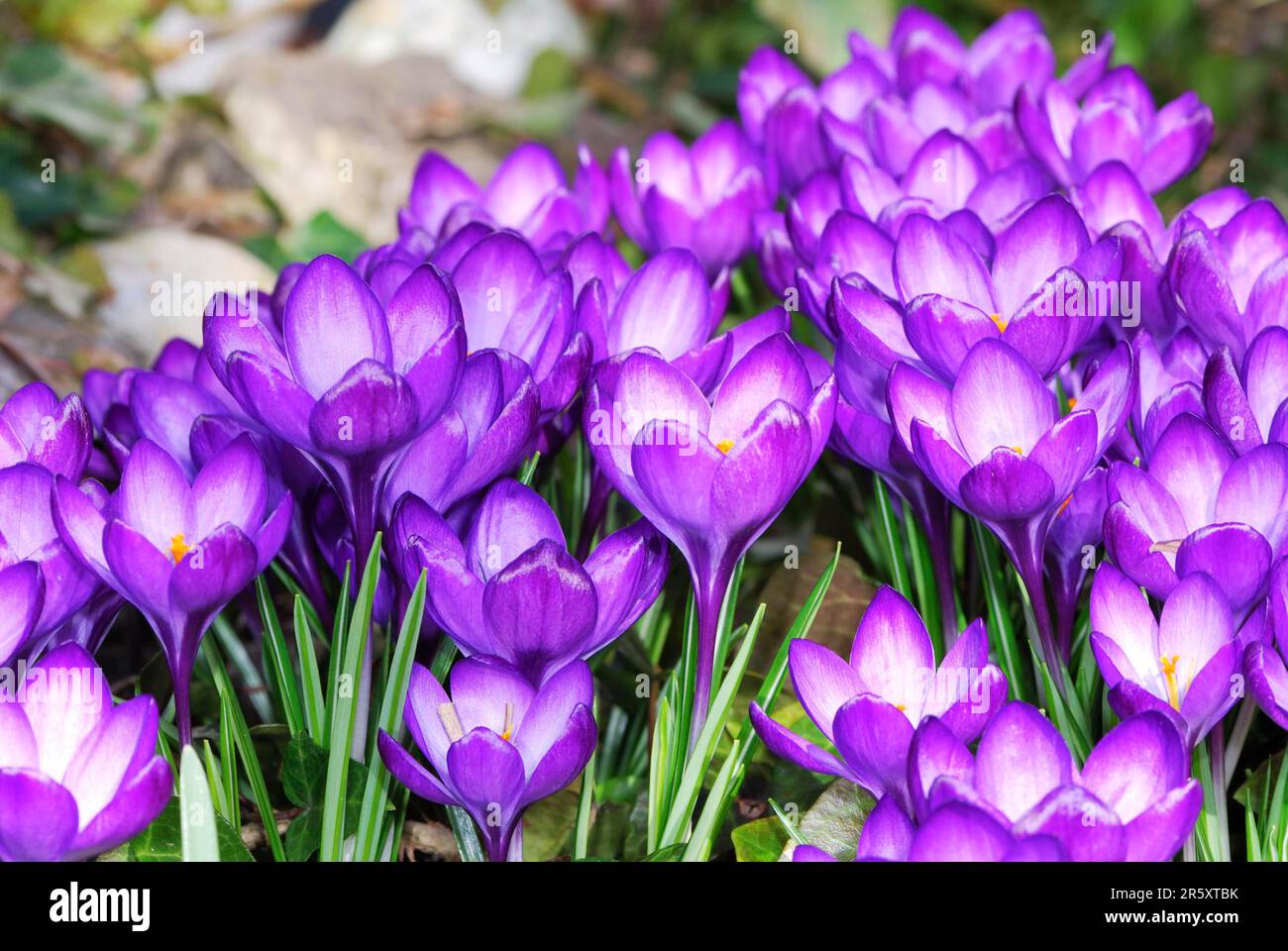 Group of crocus hi-res stock photography and images - Alamy