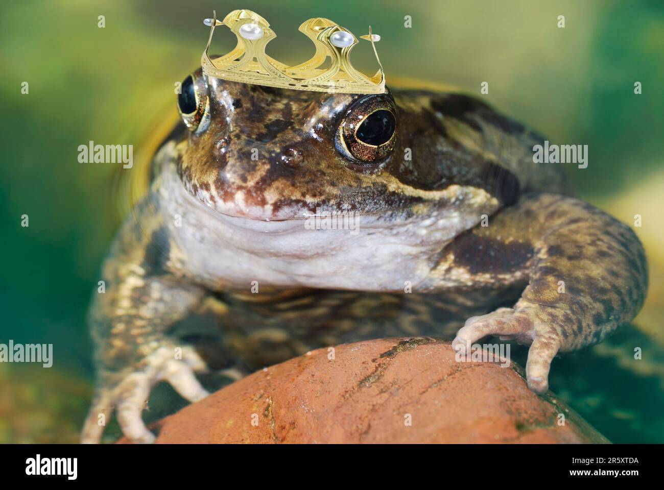 Toad like frog hi-res stock photography and images - Alamy