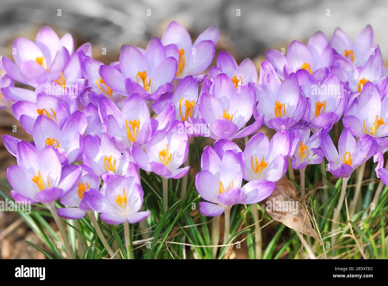 Macro of purple crocus flowers Stock Photo - Alamy