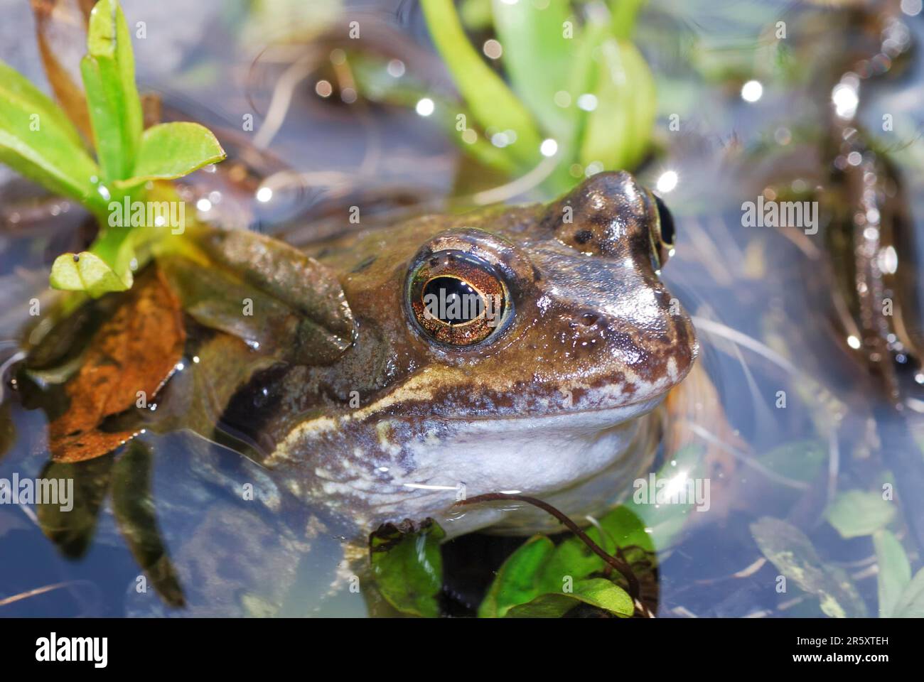 Grass frog lying in the water Stock Photo - Alamy