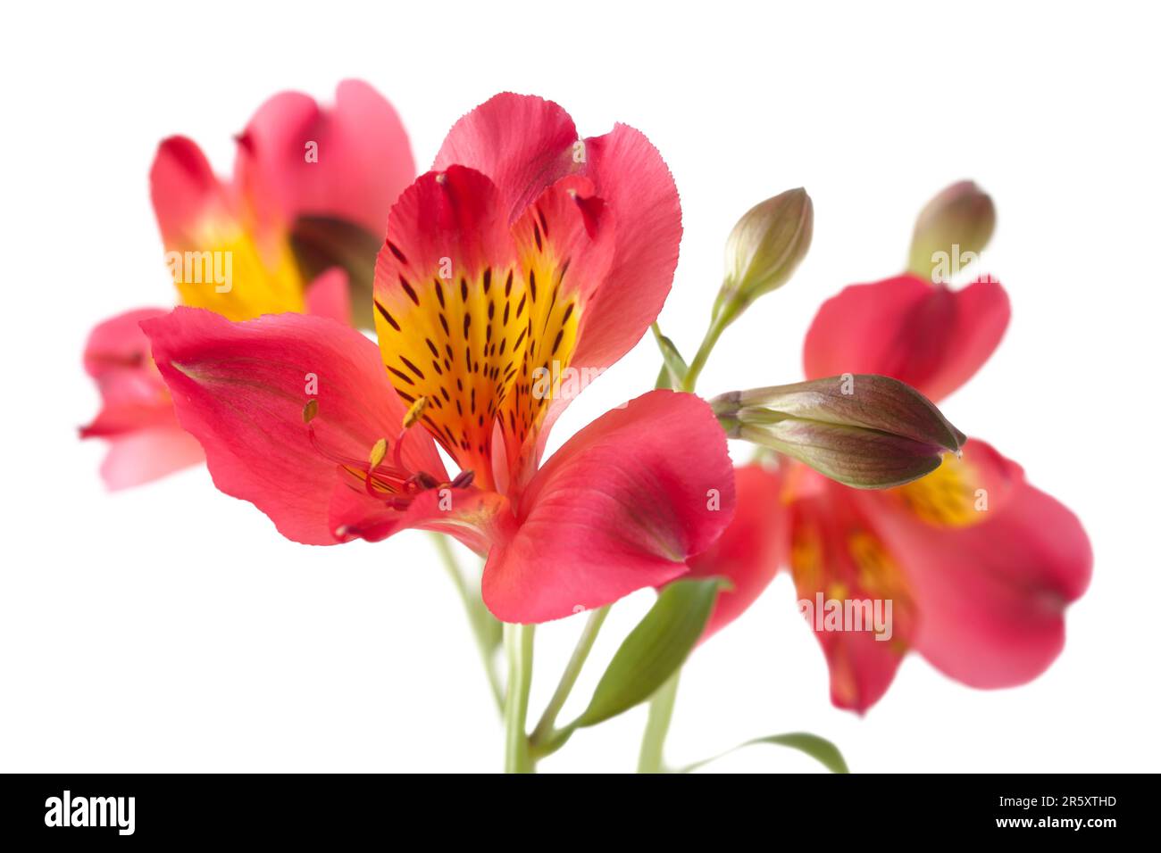 (Alstroemeria) flower isolated on white Stock Photo - Alamy