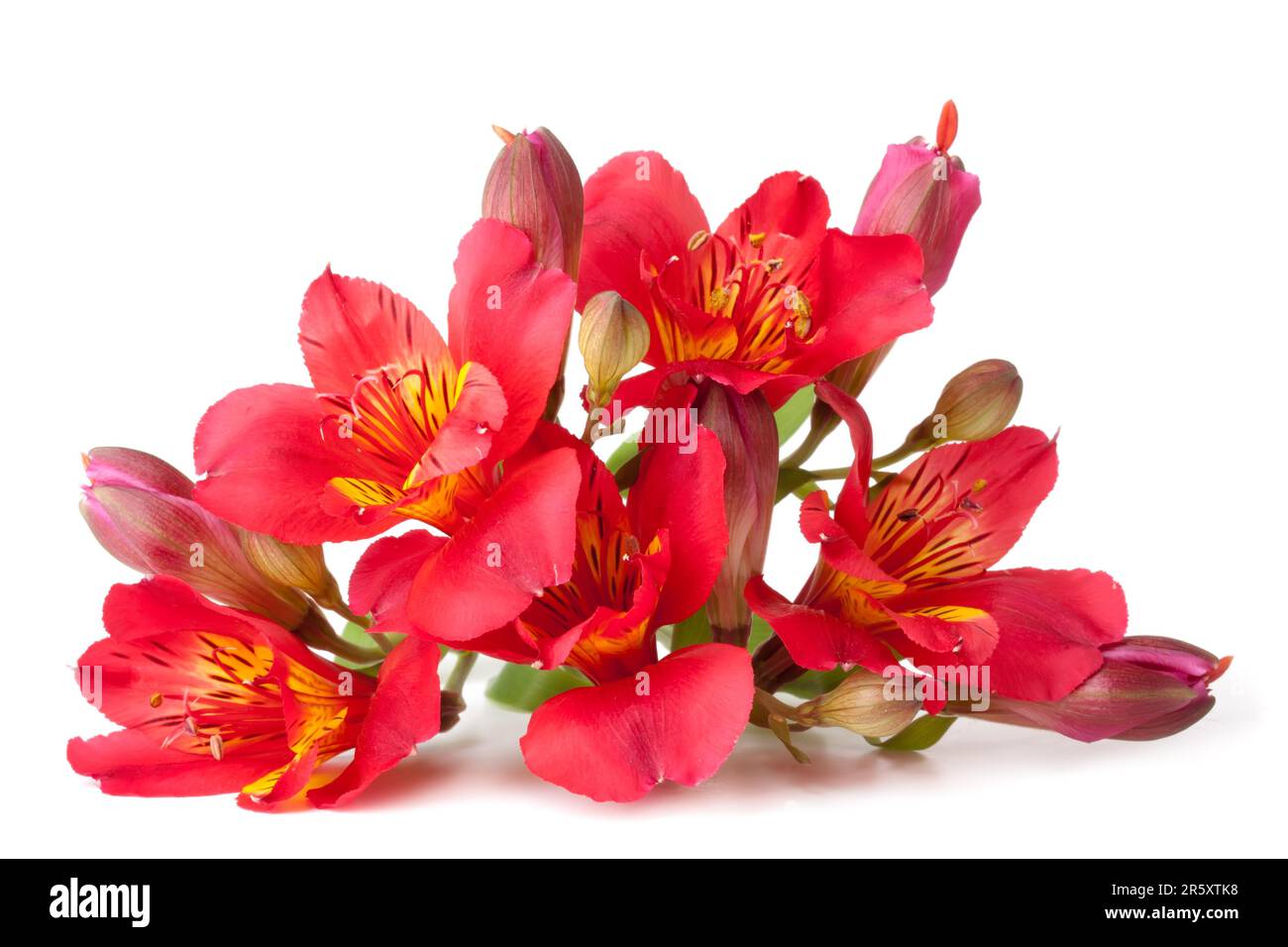 (Alstroemeria) flower isolated on white Stock Photo - Alamy