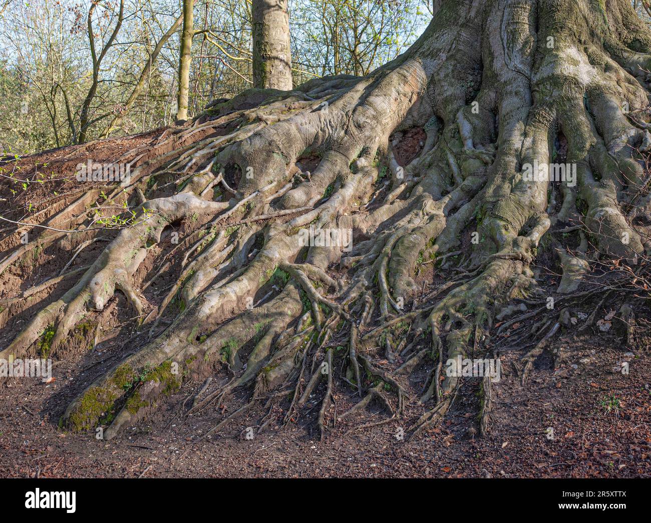 Tree root system hi-res stock photography and images - Alamy
