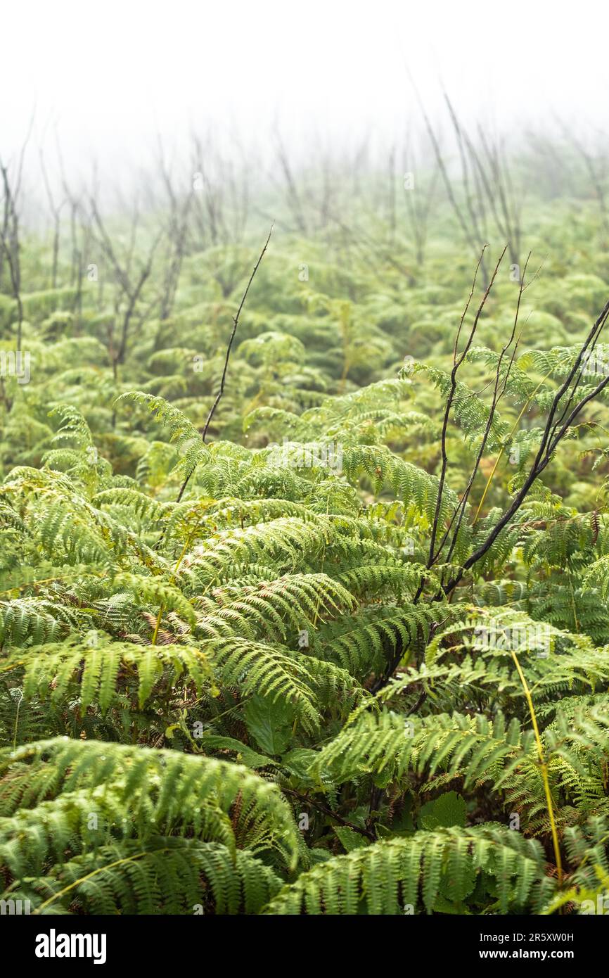 Vegetation and nature in Madeira, a walk through ferns in Fanal ...