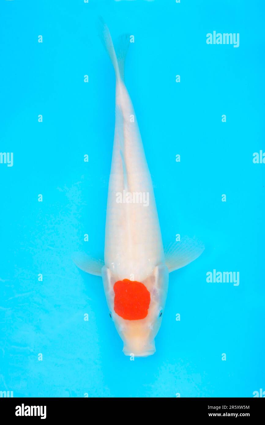 Tancho koi hi-res stock photography and images - Alamy