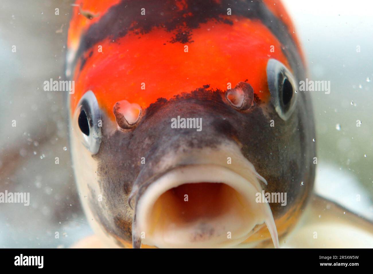 Koi fish front view hi-res stock photography and images - Alamy