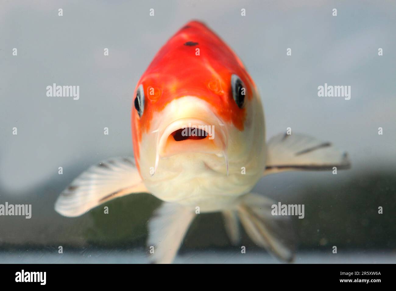 Koi, Koi Common carp (Cyprinus carpio Stock Photo - Alamy
