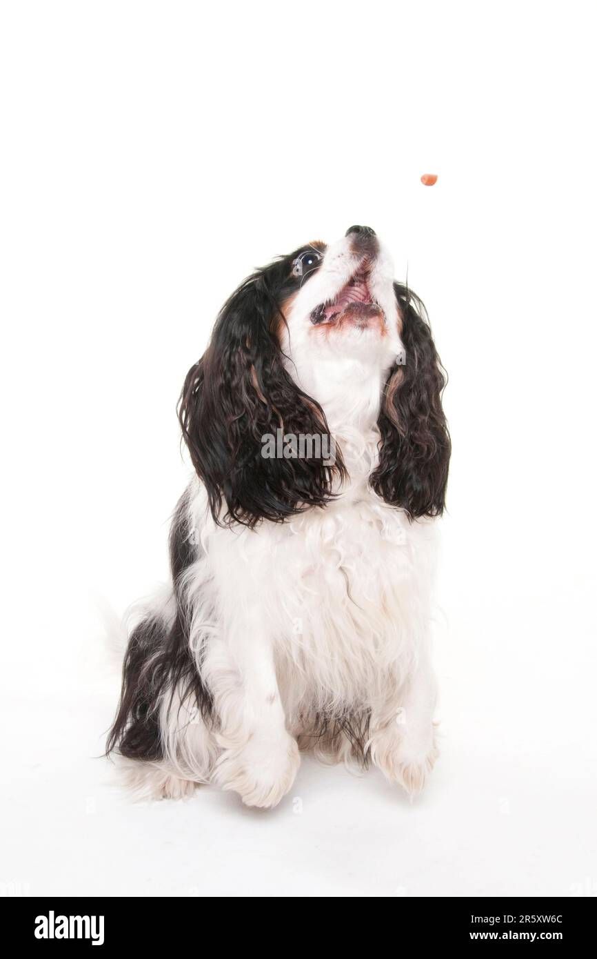 Trick, catch treats, catch, catch, catch Stock Photo - Alamy