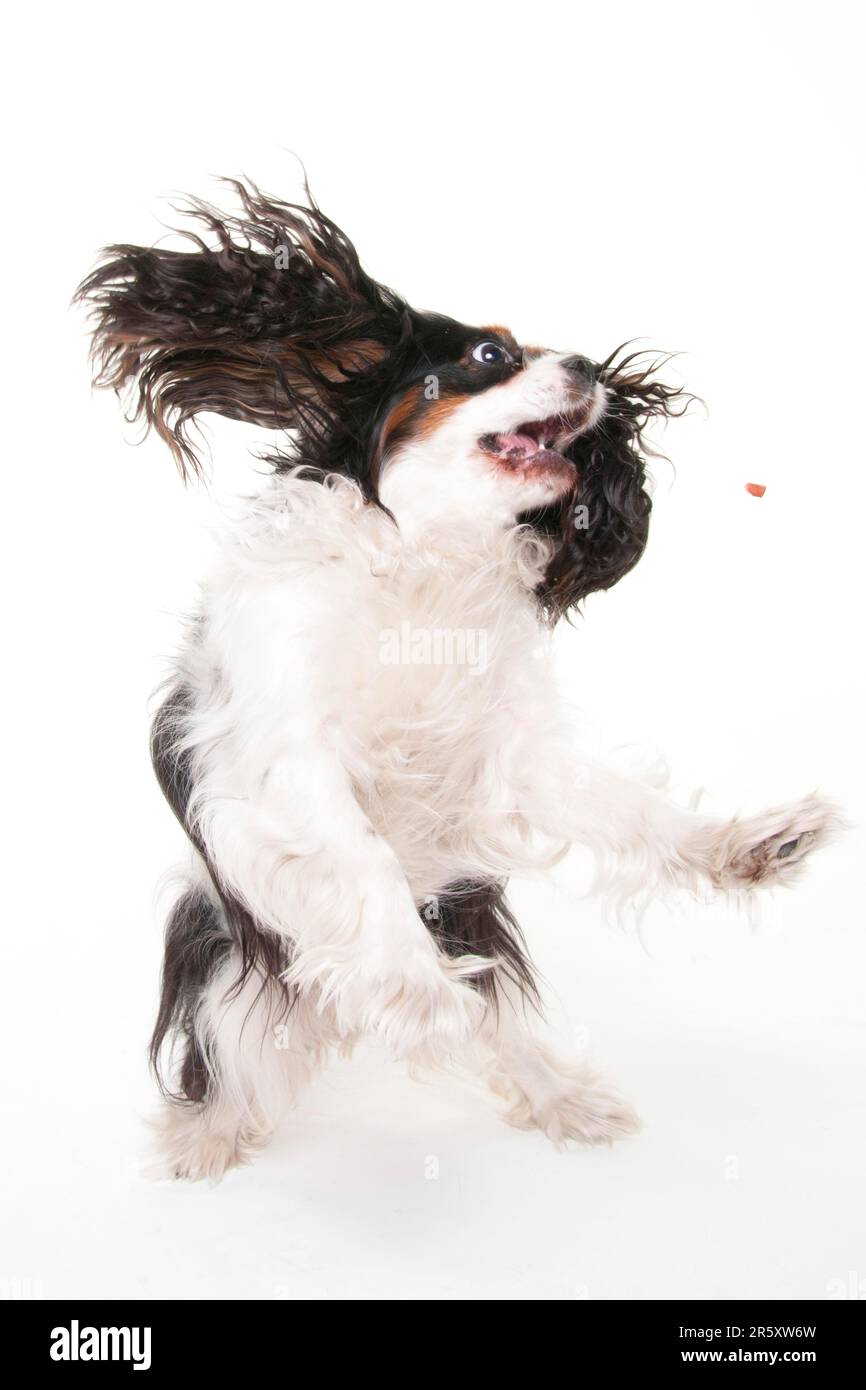 Trick, catch treats, catch, catch, catch Stock Photo - Alamy