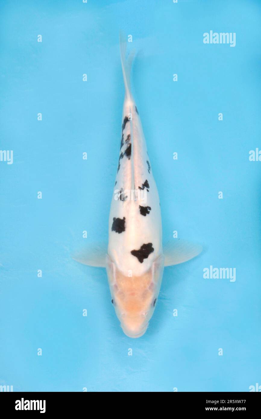 Shiro koi hi-res stock photography and images - Alamy