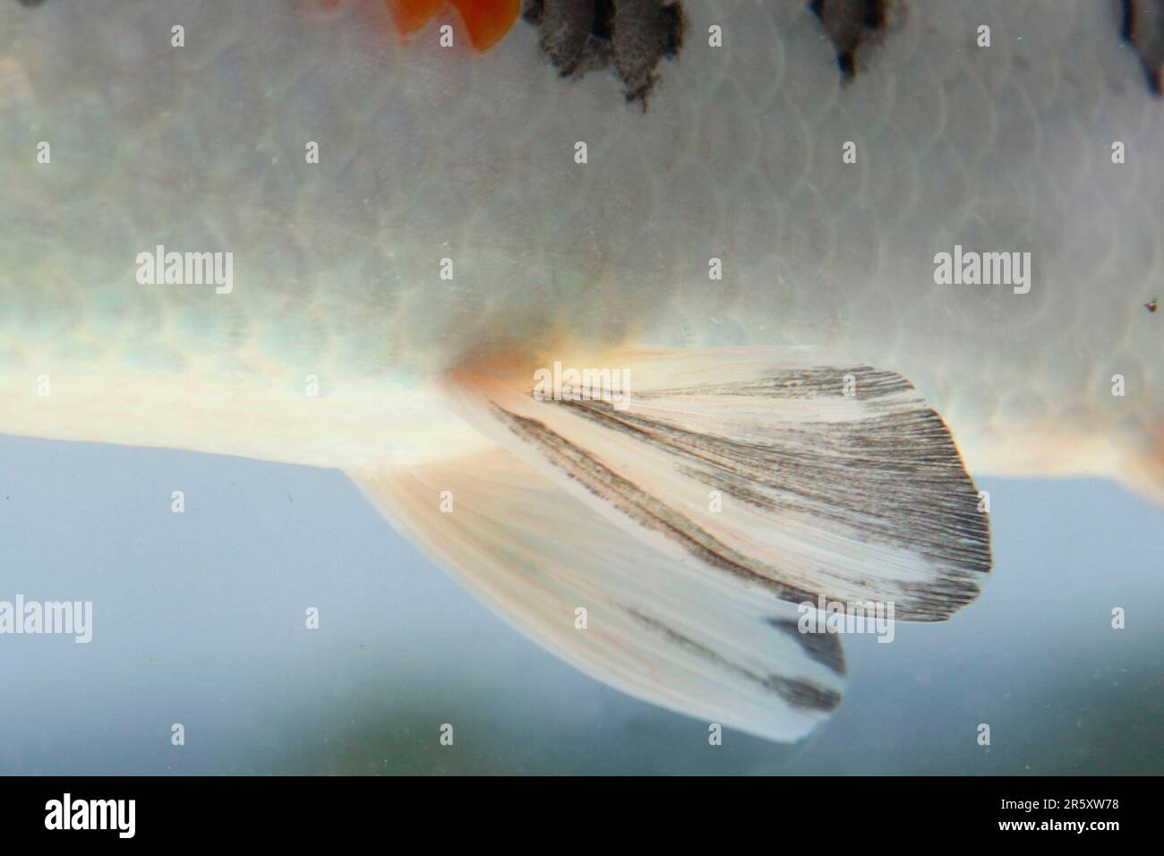 Koi, fins, koi Common carp (Cyprinus carpio Stock Photo - Alamy
