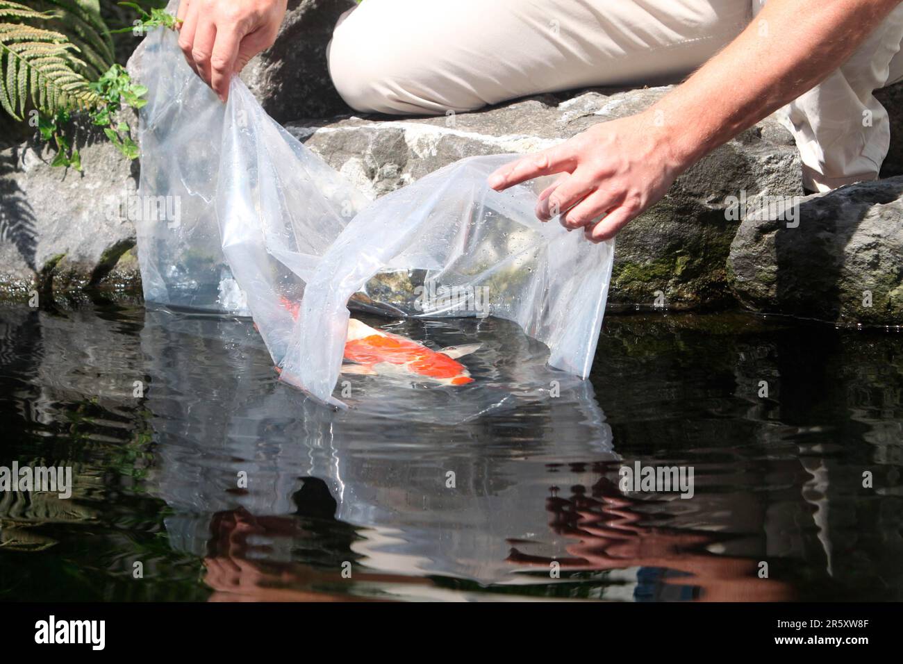 Koi Common carp (Cyprinus carpio) in plastic bag, koi being used in ...
