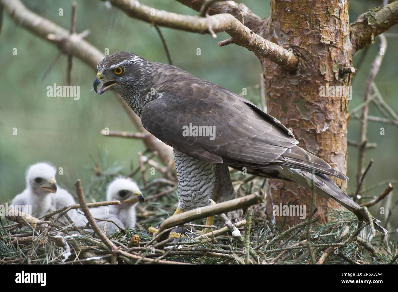 Juvenile male goshawk hi-res stock photography and images - Alamy