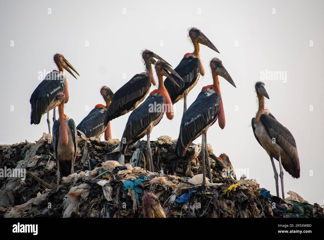 Indian garbage collectors hi-res stock photography and images - Alamy