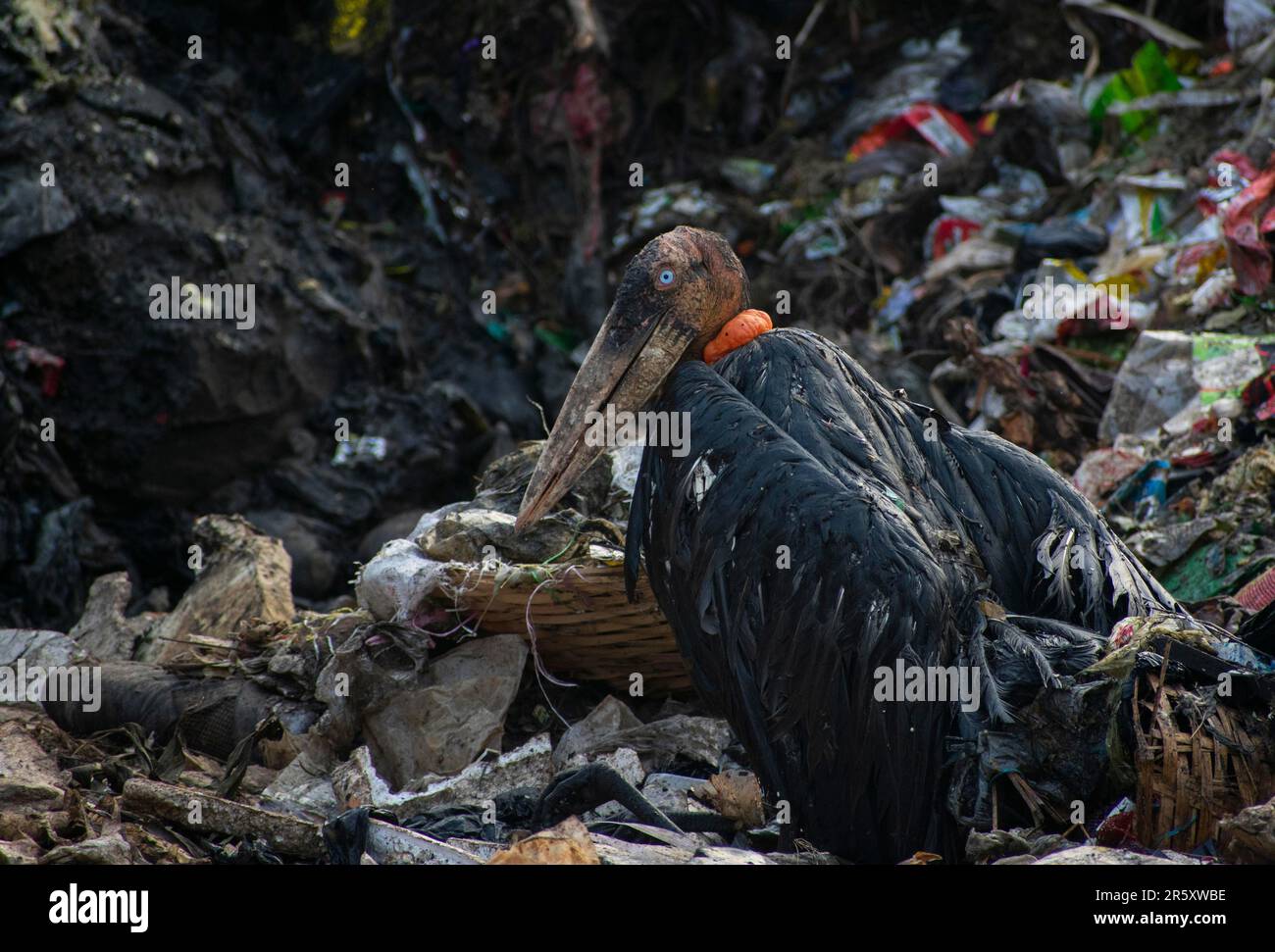 GUWAHATI, INDIA, JUNE 4: An injured Greater adjutant storks perch at ...