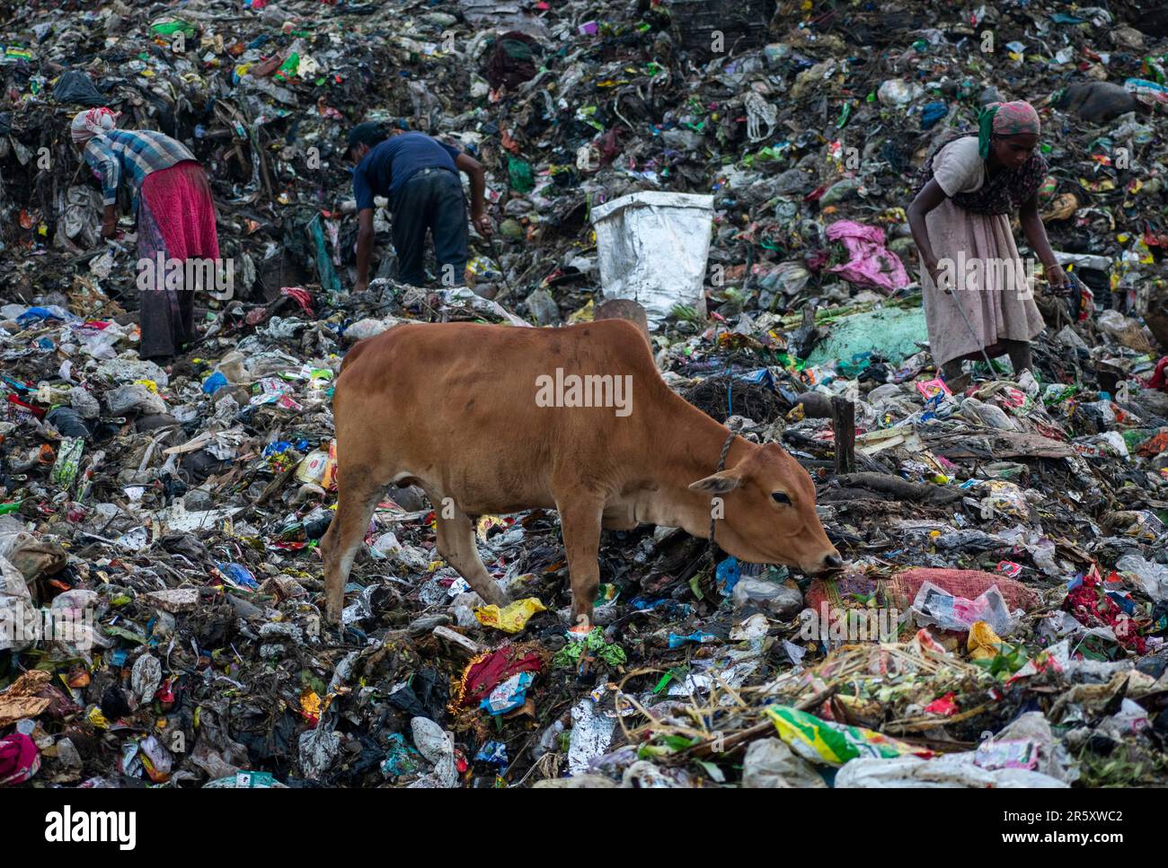 GUWAHATI, INDIA, JUNE 4: Ragpickers collect reusable items as a cow ...