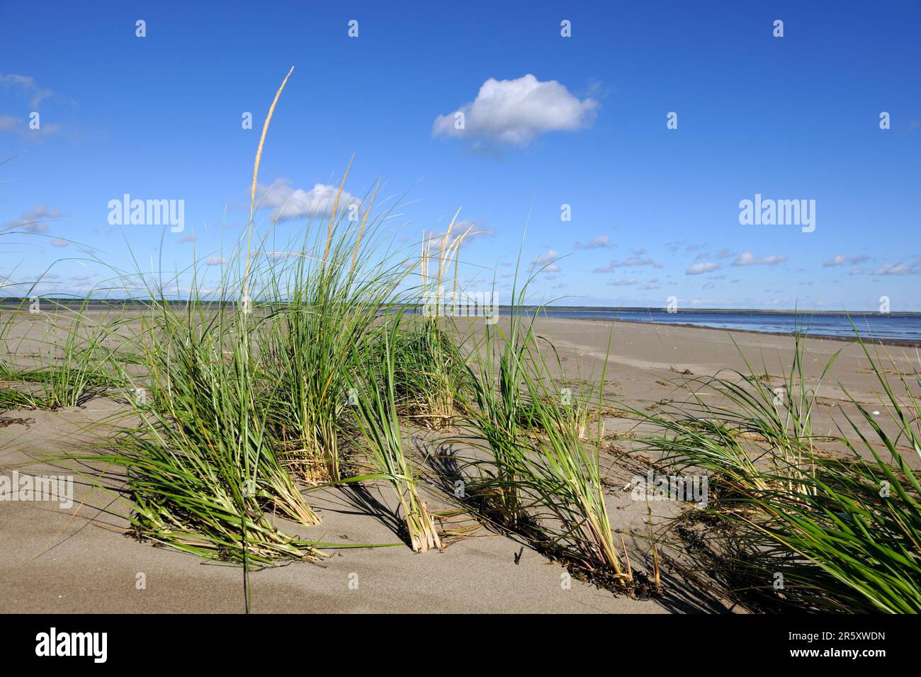Beach Grass Ammophila Breviligulata (American Beach Grass): Go Botany