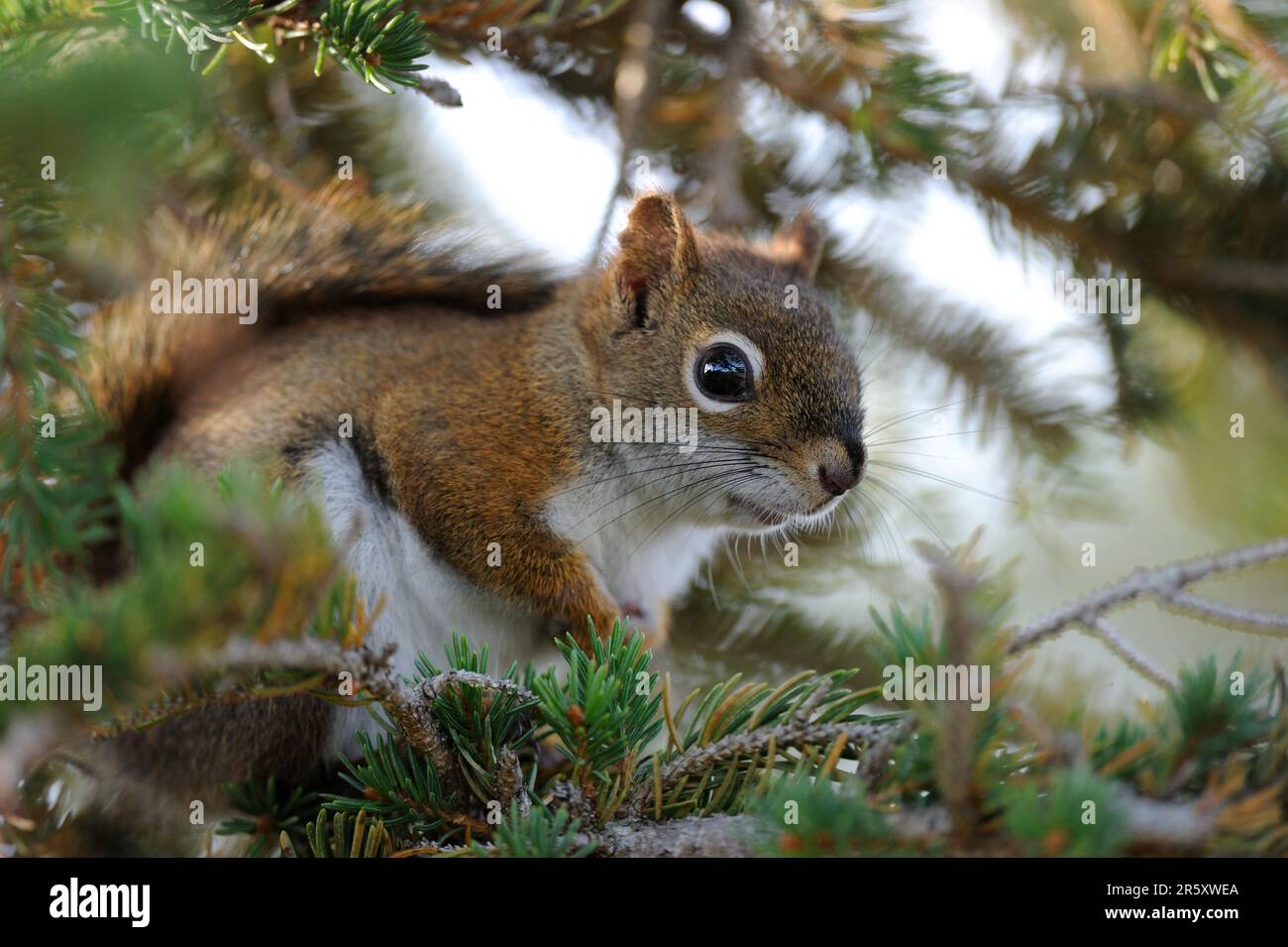 Red squirrel, Cap Breton Highlands National Park, American red squirrel ...