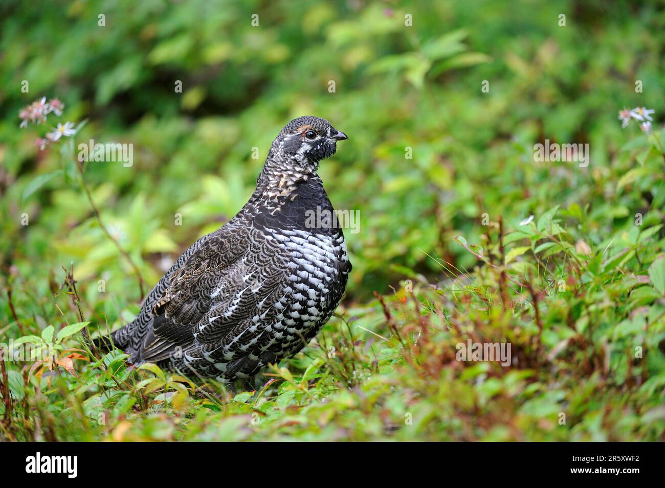 Canada Grouse (Falcipennis canadensis), female, Cap Breton Highlands ...