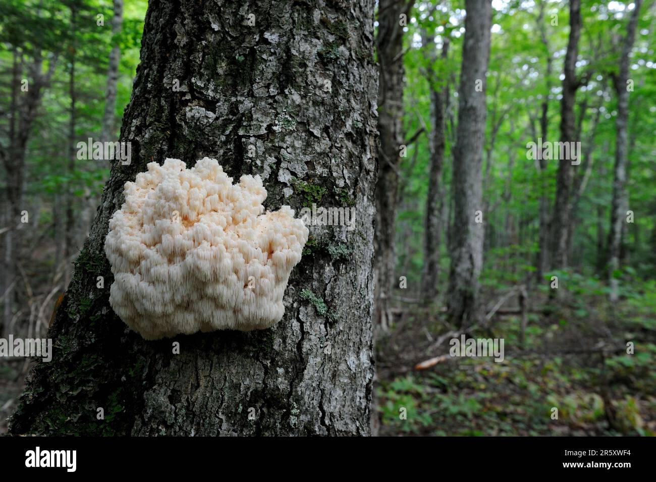 Bear's head (Hericium coralloides), Cap Breton Highlands National Park ...