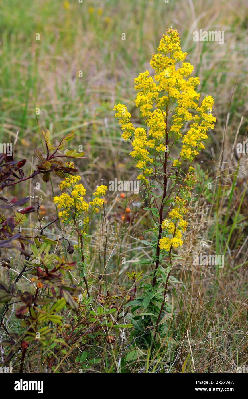 Goldenrod by the sea, Kouchibouguac National Park, New Brunswick ...