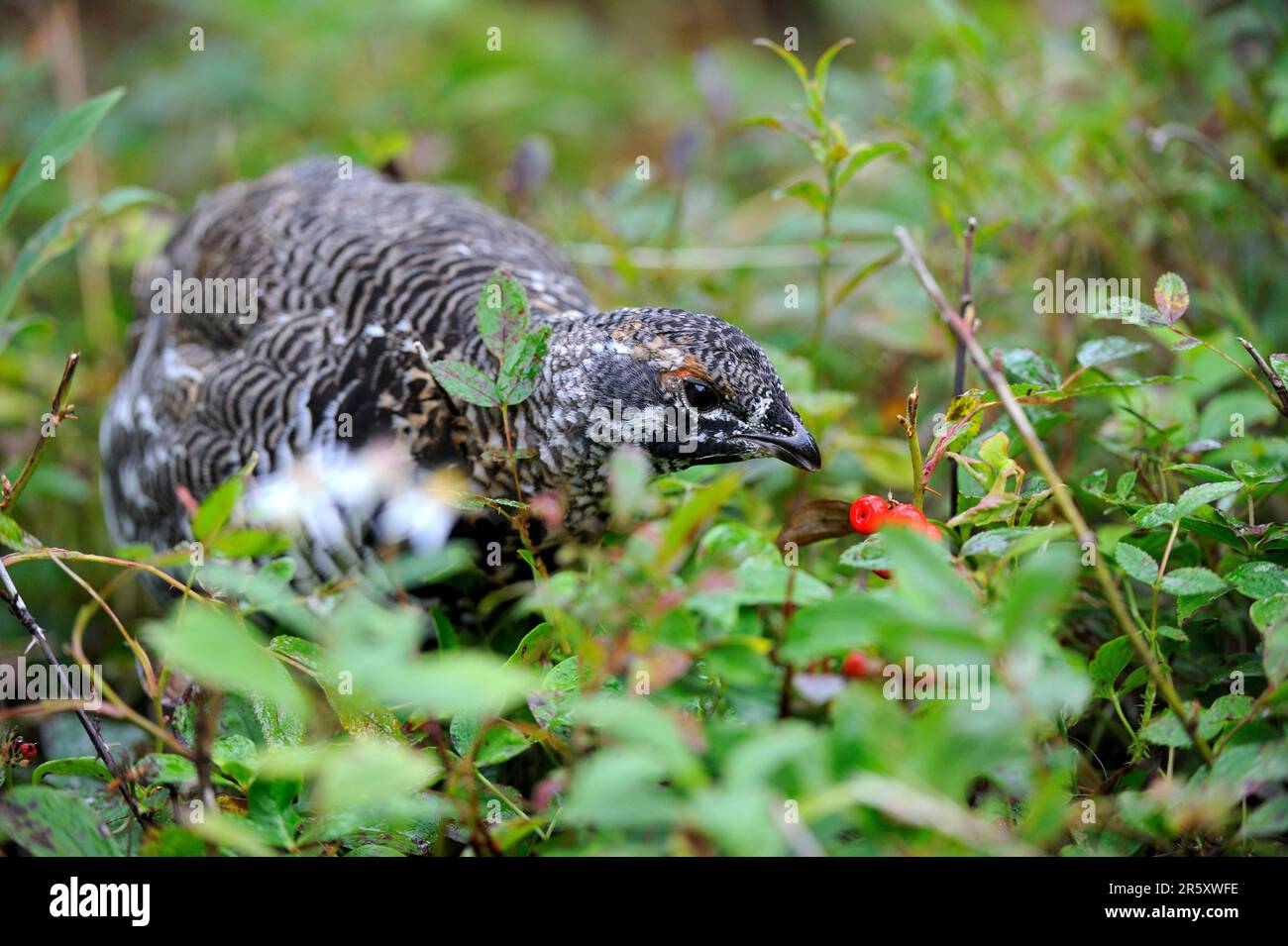 Canada Grouse (Falcipennis canadensis), female, Cap Breton Highlands ...