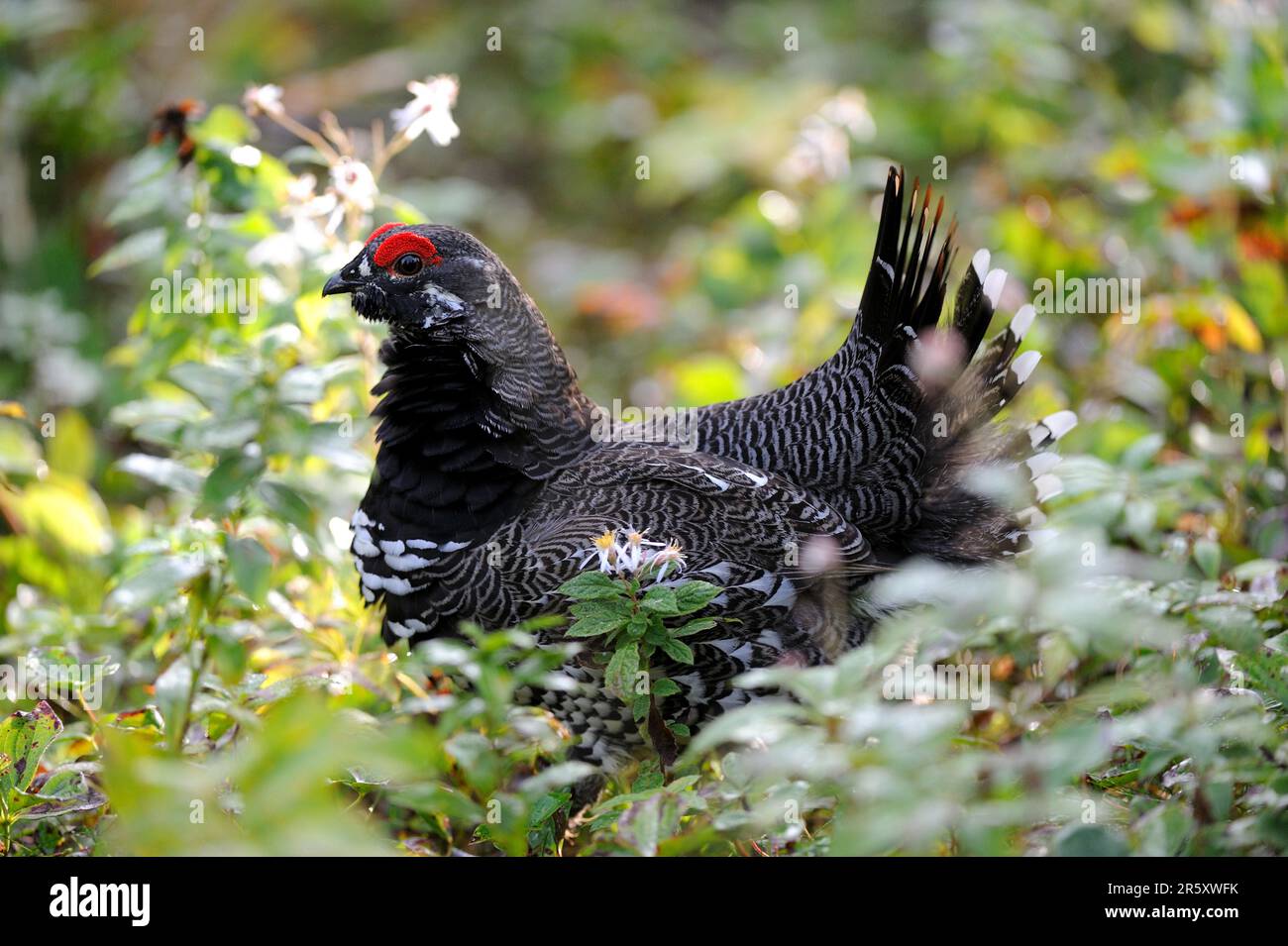 Spruce Grouse, male, Cap Breton Highlands National Park, Nova Scotia ...