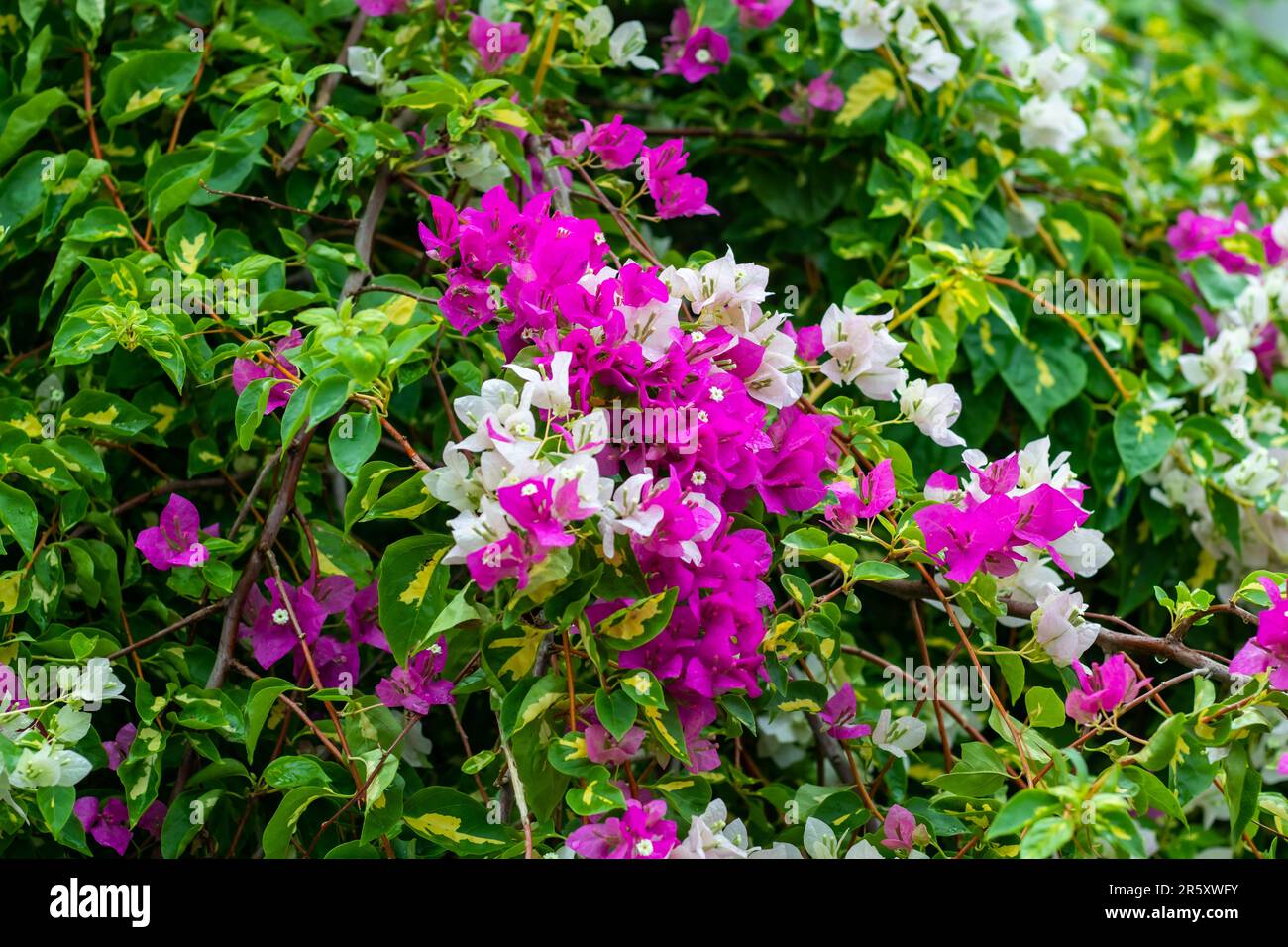 Bougainvillea is a genus of beautiful ornamental woody plants that only really has a single name ...