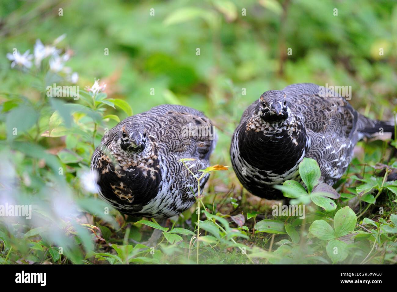 Canada Grouse (Falcipennis canadensis), female, Cap Breton Highlands ...