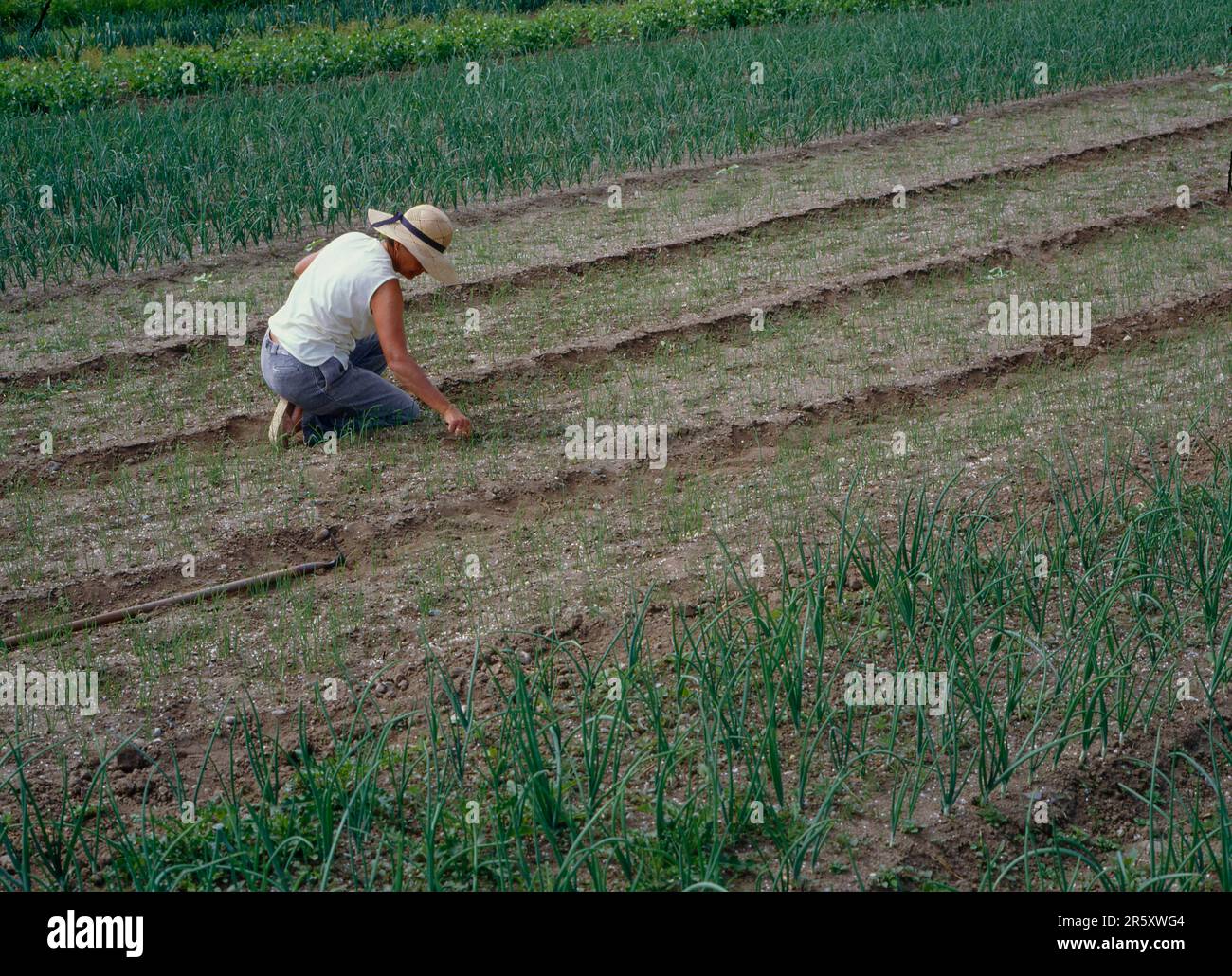 Farmer's woman on the field, weed plucking, onion field, agriculture ...