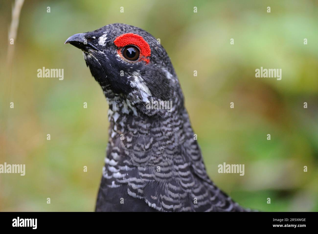 Spruce Grouse, male, Cap Breton Highlands National Park, Nova Scotia ...