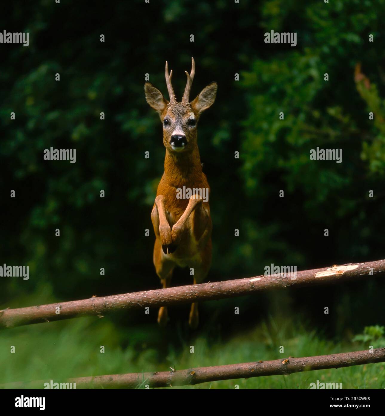Deer jumping over fence hi-res stock photography and images - Alamy