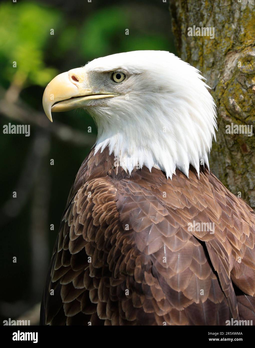 Bald eagle portrait into the forest, Quebec, Canada Stock Photo - Alamy