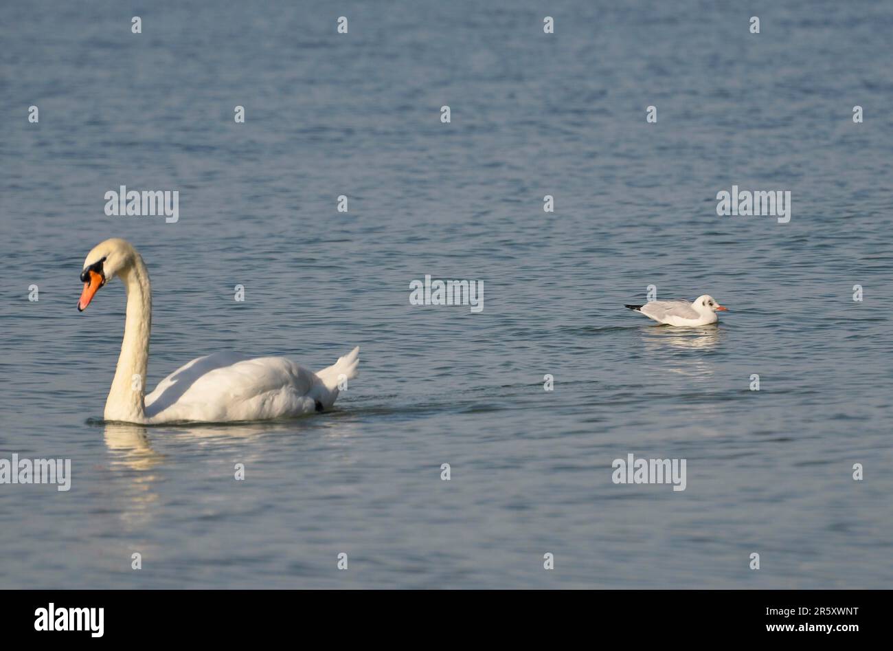 On Lake Constance, swan with ducks, mute swan (Cygnus olor), swan with ...