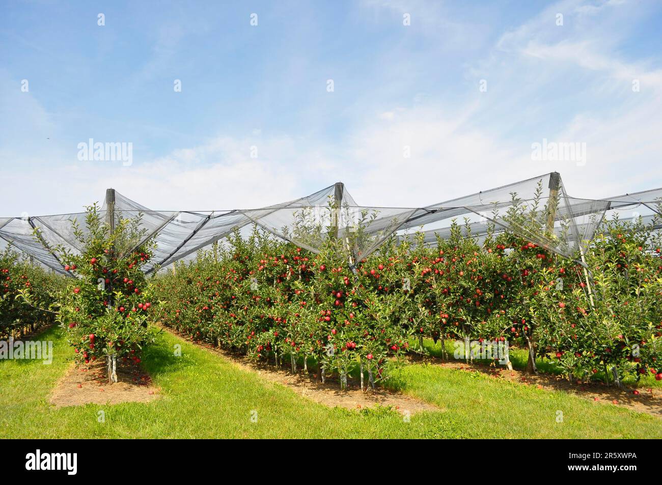 On Lake Constance, orchard on Lake Constance, apple orchard, Lake ...