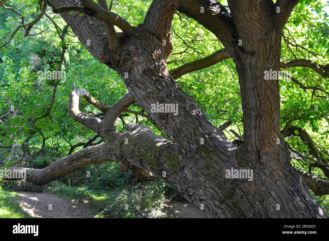 On Lake Constance, Mainau Island, Slate Tree Stock Photo - Alamy