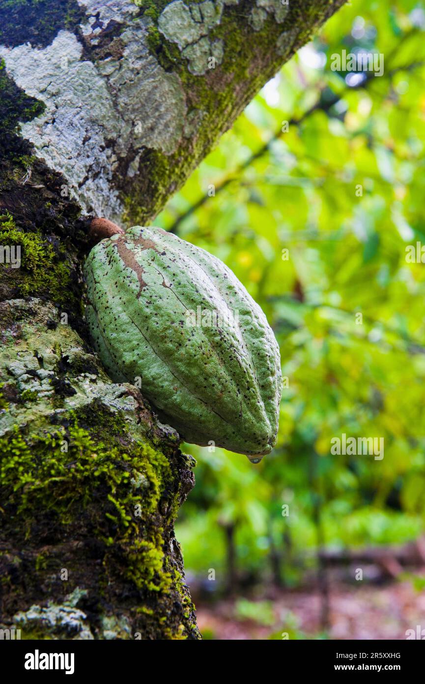 Cocoa (Theobroma cacao) fruit, Guantanamo province, Cuba Stock Photo ...