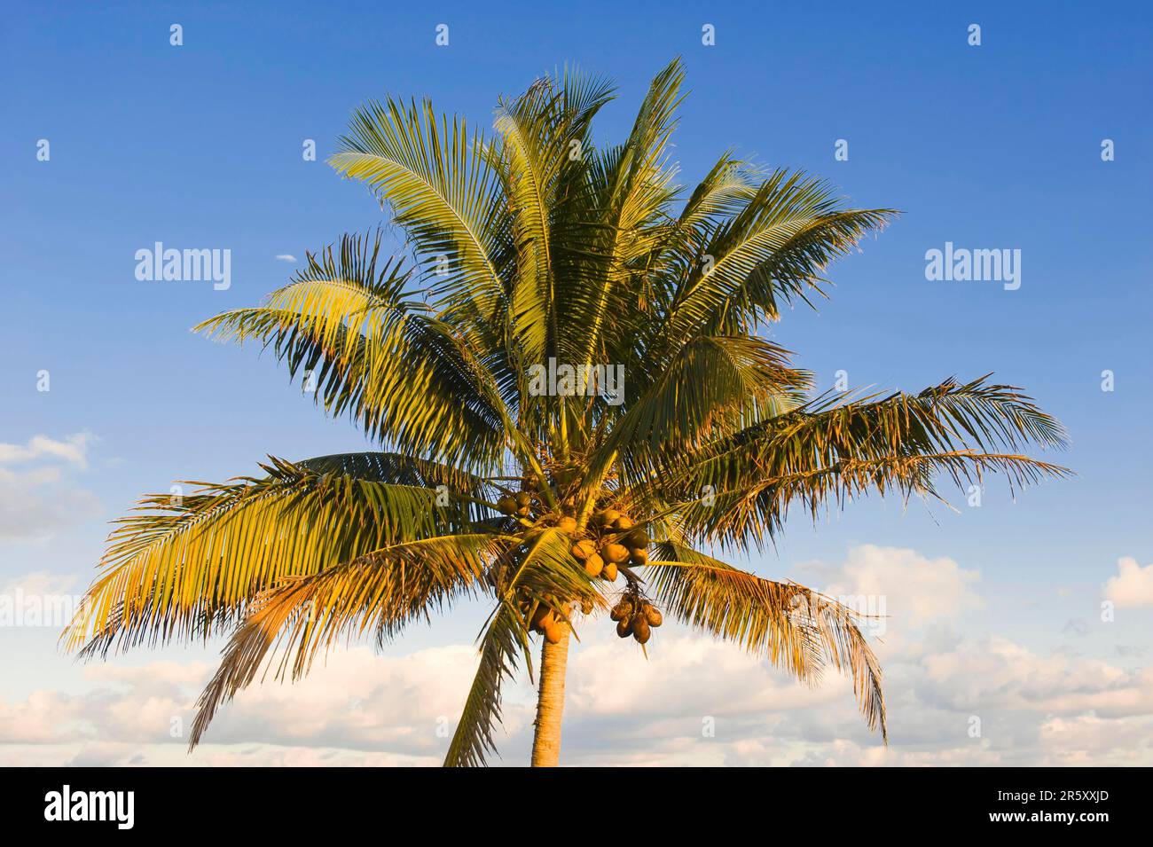 Coconut palm, Baracoa, Guantanamo Province, Cuba Stock Photo - Alamy