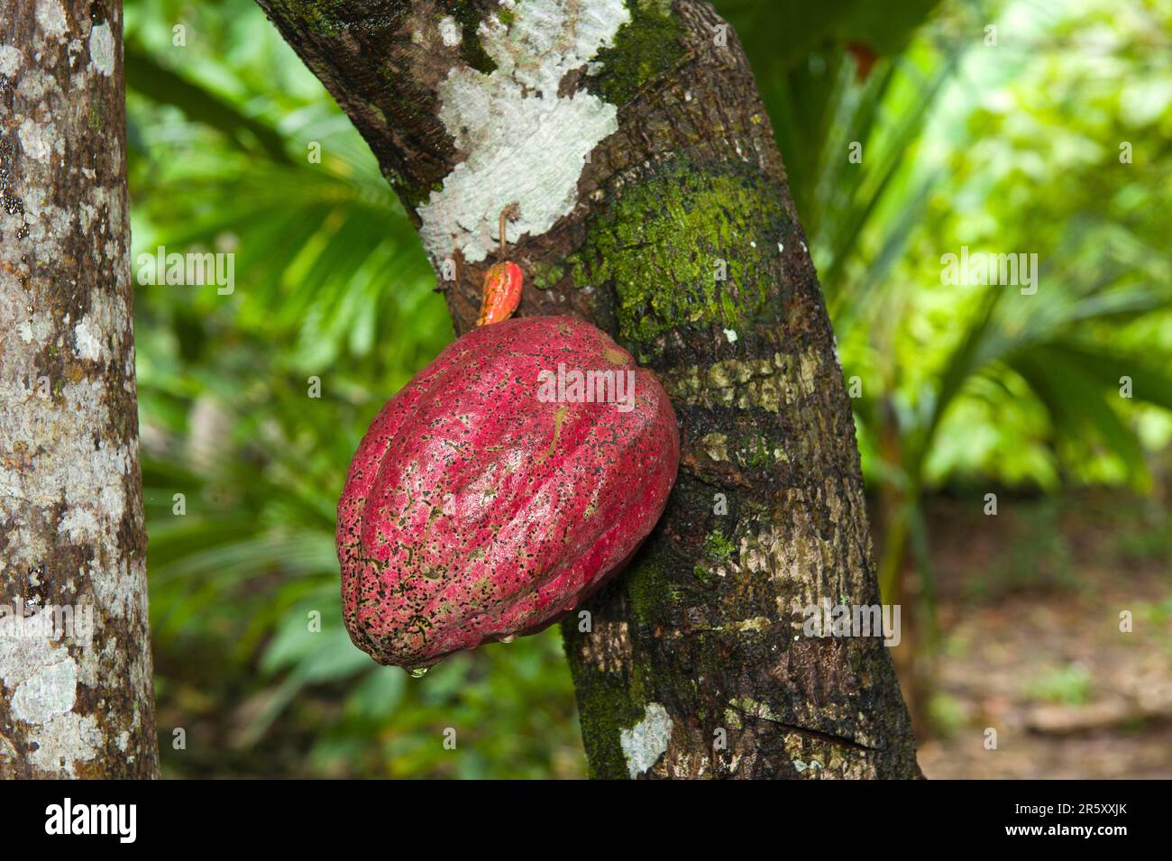 Cocoa (Theobroma cacao) fruit, Guantanamo province, Cuba Stock Photo ...