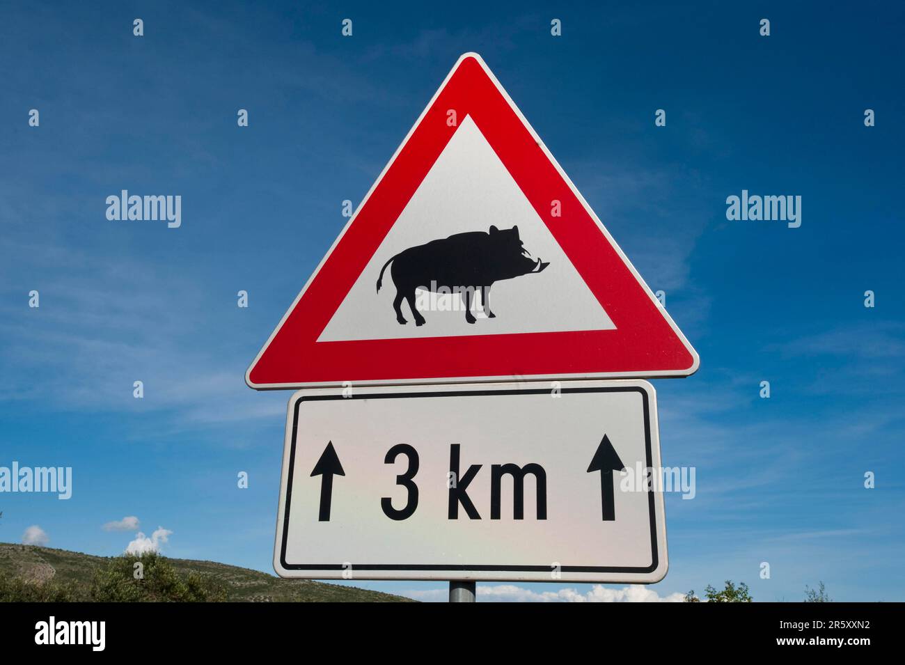 Warning sign 'Wild boars crossing the roadway', Croatia, traffic sign ...