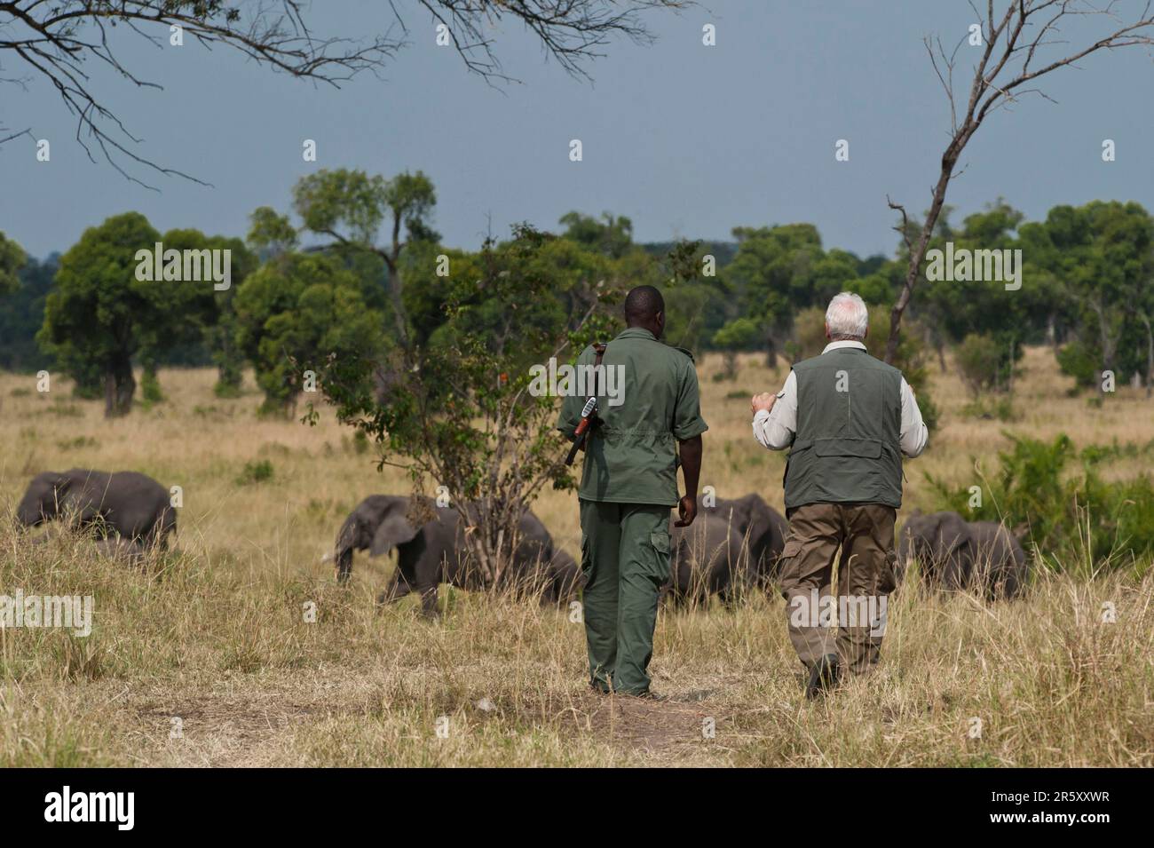 Tourist and ranger watching African Elephants (Loxodonta africana ...