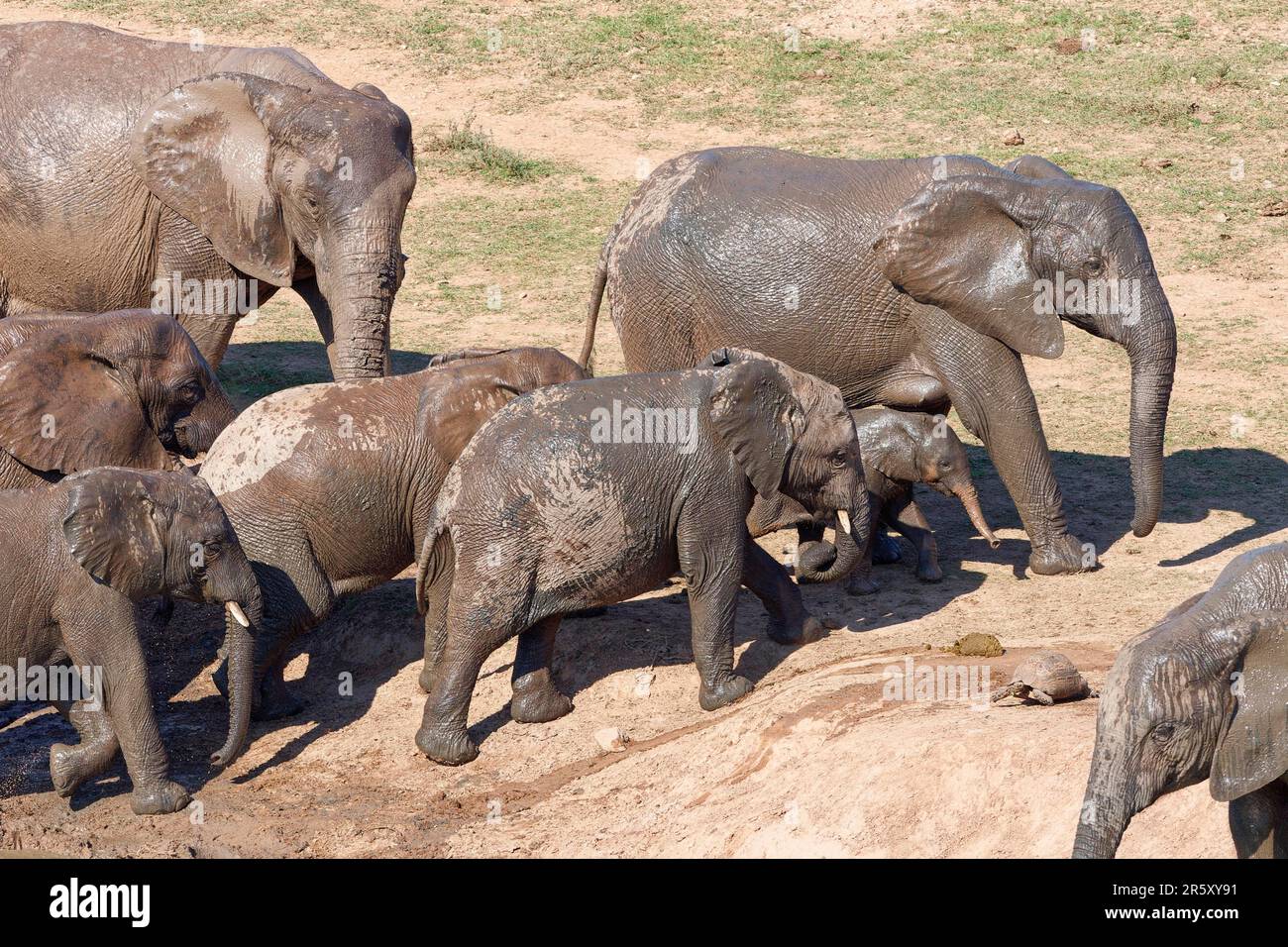 African bush elephants (Loxodonta africana), herd with young and baby ...