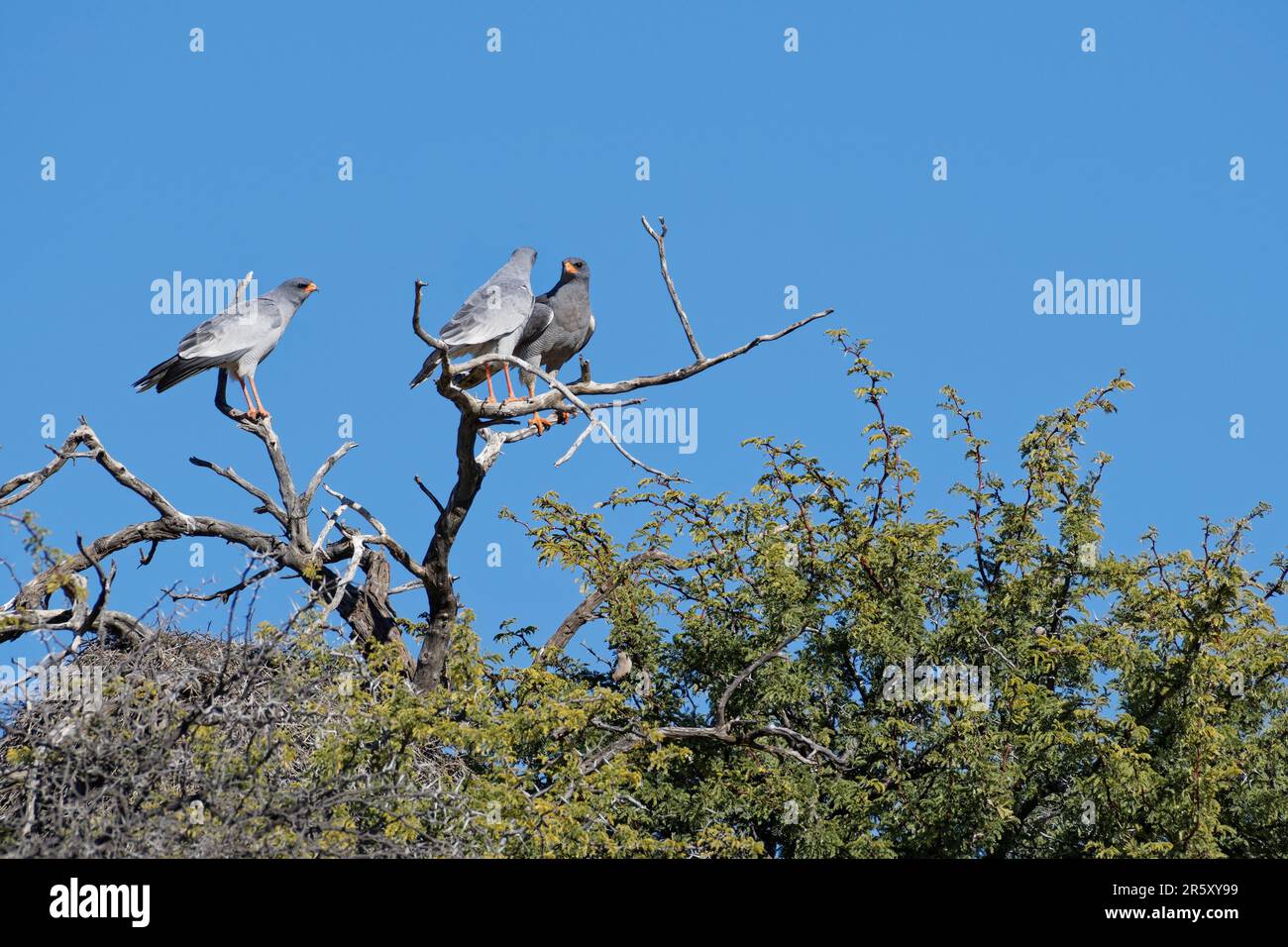 Pale (Melierax canorus) chanting goshawks, three adult birds sitting on ...