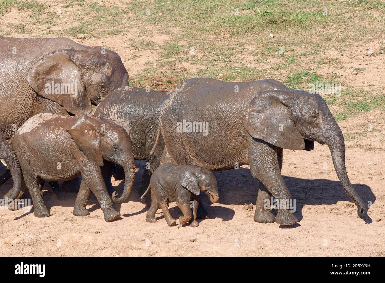 African bush elephants (Loxodonta africana), herd with young and ...