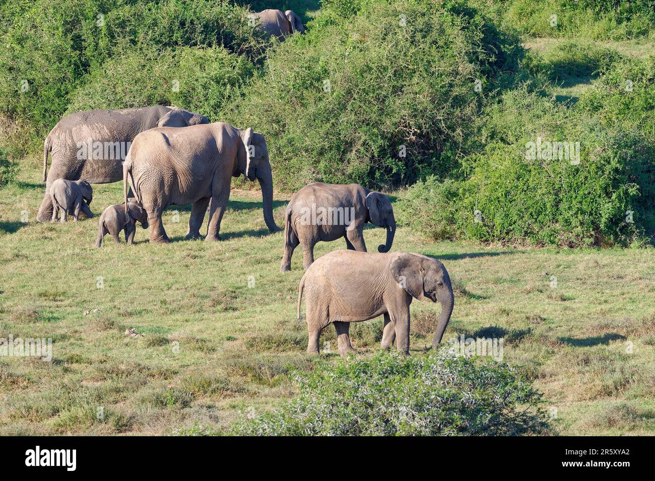 African bush elephants (Loxodonta africana), foraging herd, mother with ...