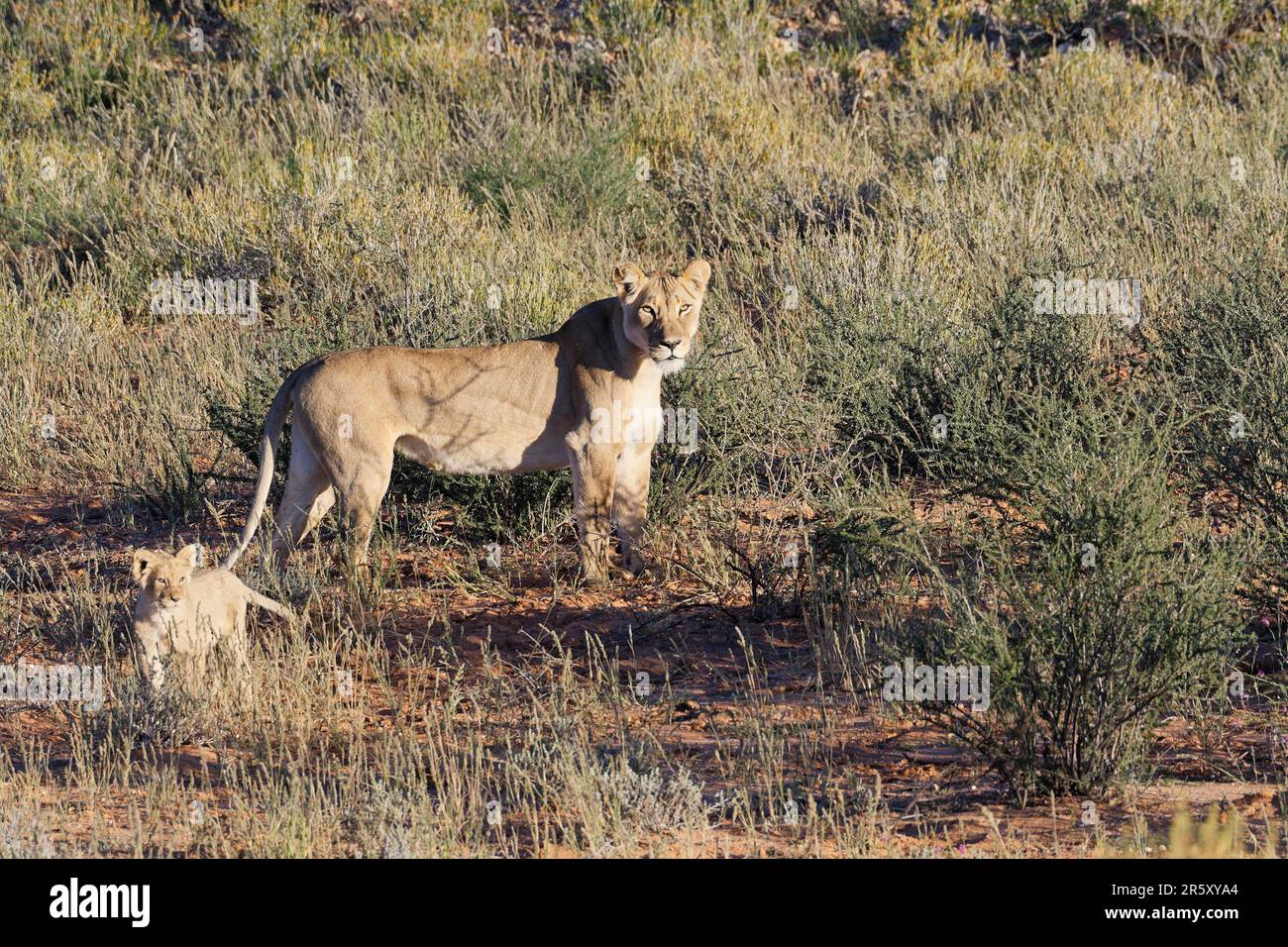 African lions (Panthera leo), lioness with cub in the grassy red sand ...