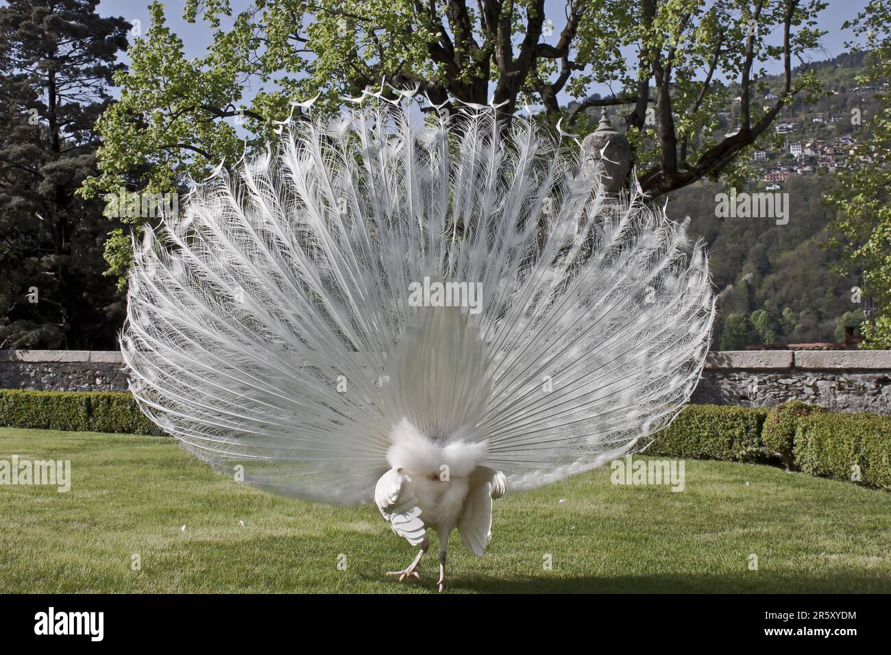 Peacock, male, white, Palazzo Borromeo, Isle of Isola Bella, Borromean ...